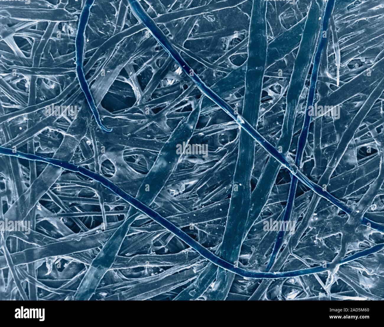 Coloured scanning electron micrograph (SEM) of Japanese print paper ...
