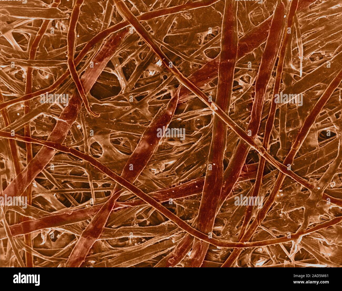Coloured scanning electron micrograph (SEM) of Japanese print paper ...