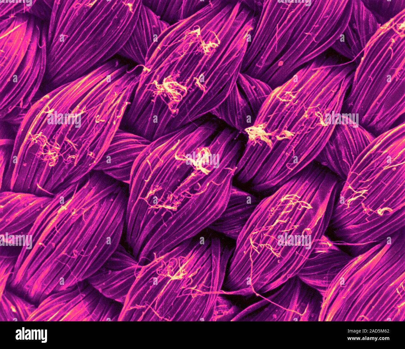 Coloured scanning electron micrograph (SEM) of Woven silk fibres ...
