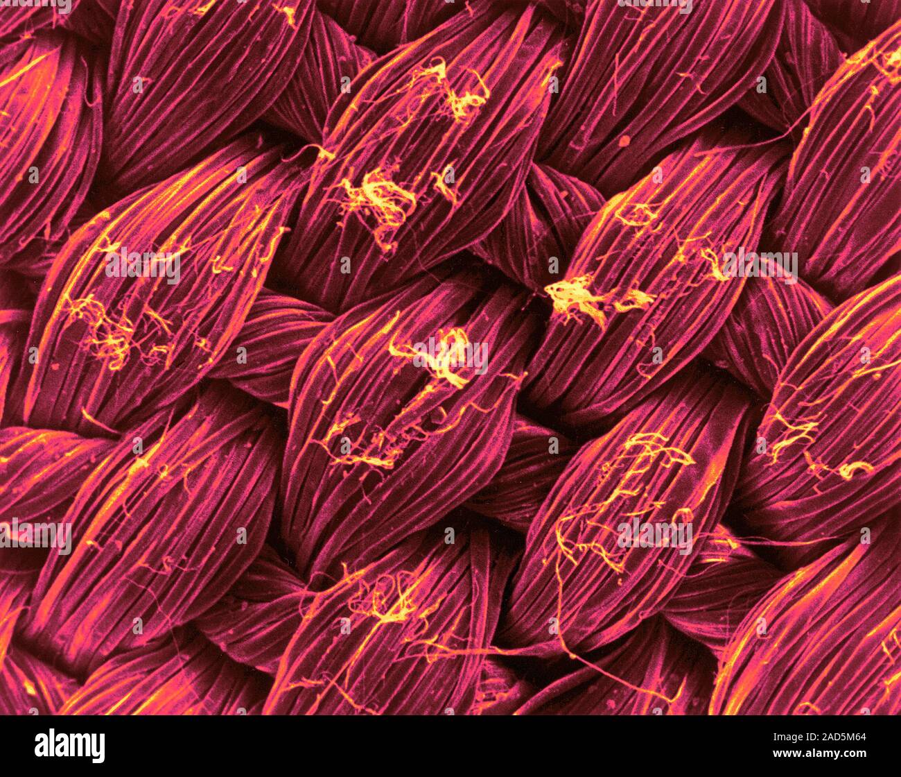 Coloured scanning electron micrograph (SEM) of Woven silk fibres ...