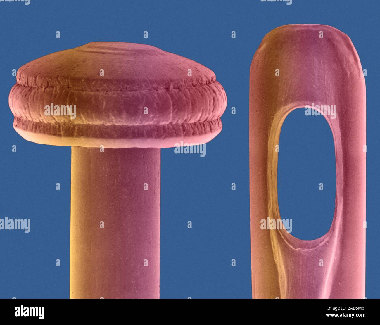 Coloured scanning electron micrograph (SEM) of Straight pin head and ...