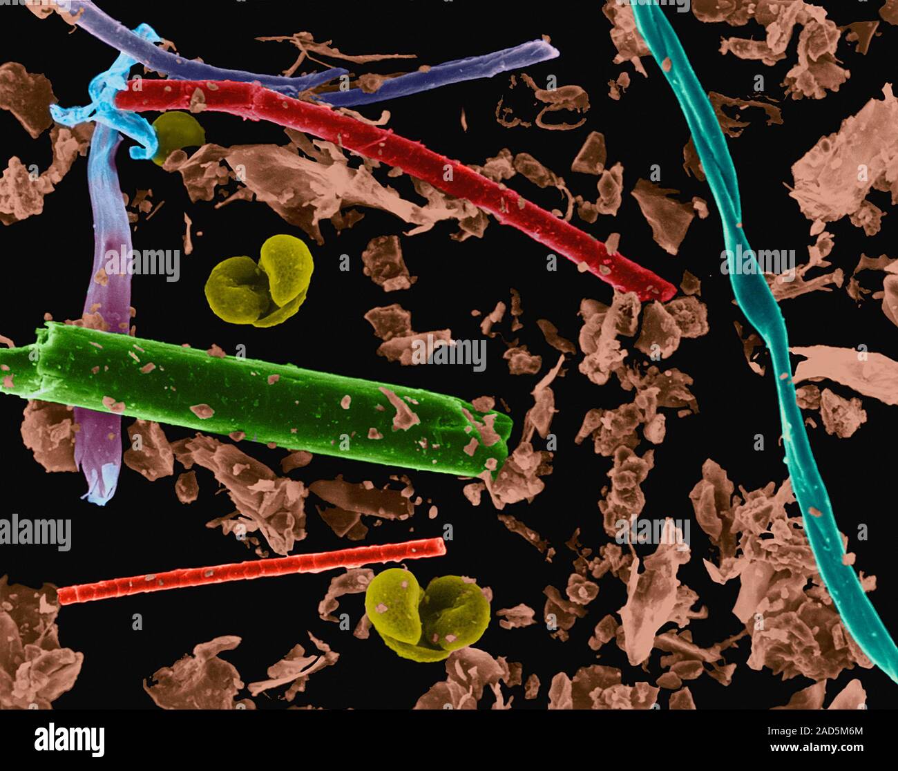 Coloured scanning electron micrograph (SEM) of House dust. Components ...