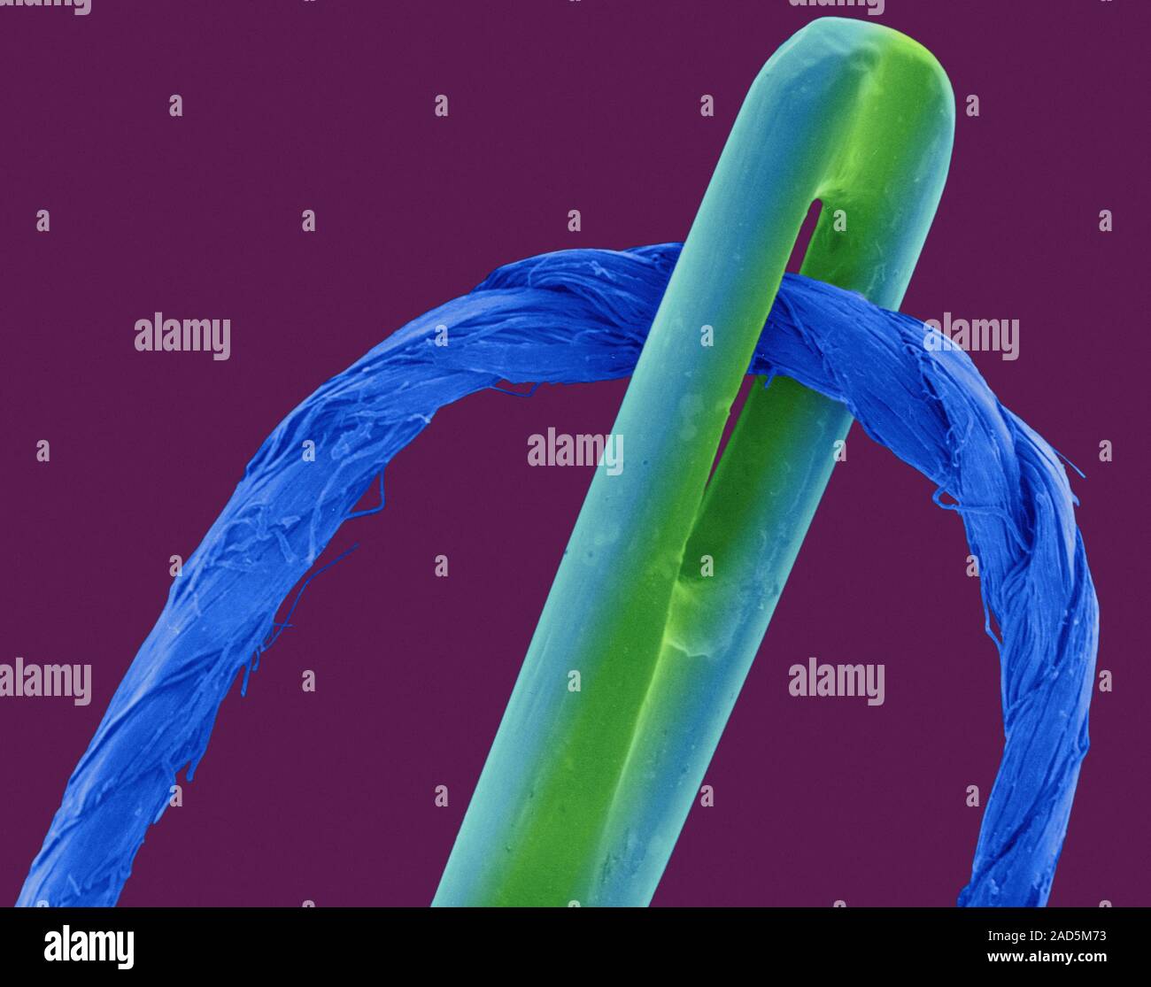 Coloured scanning electron micrograph (SEM) of Polyester thread in the ...