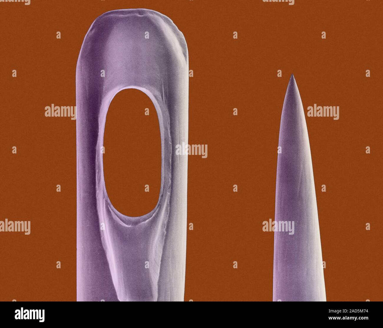 Coloured scanning electron micrograph (SEM) of Eye and tip of a sewing ...