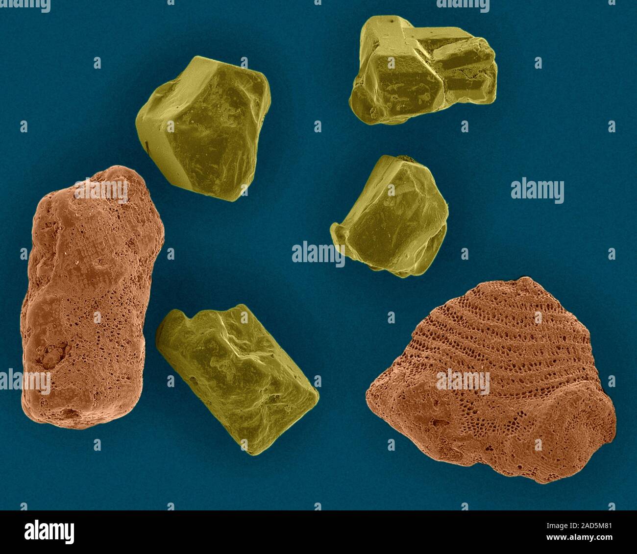 Coloured scanning electron micrograph (SEM) of Beach sand contains both ...