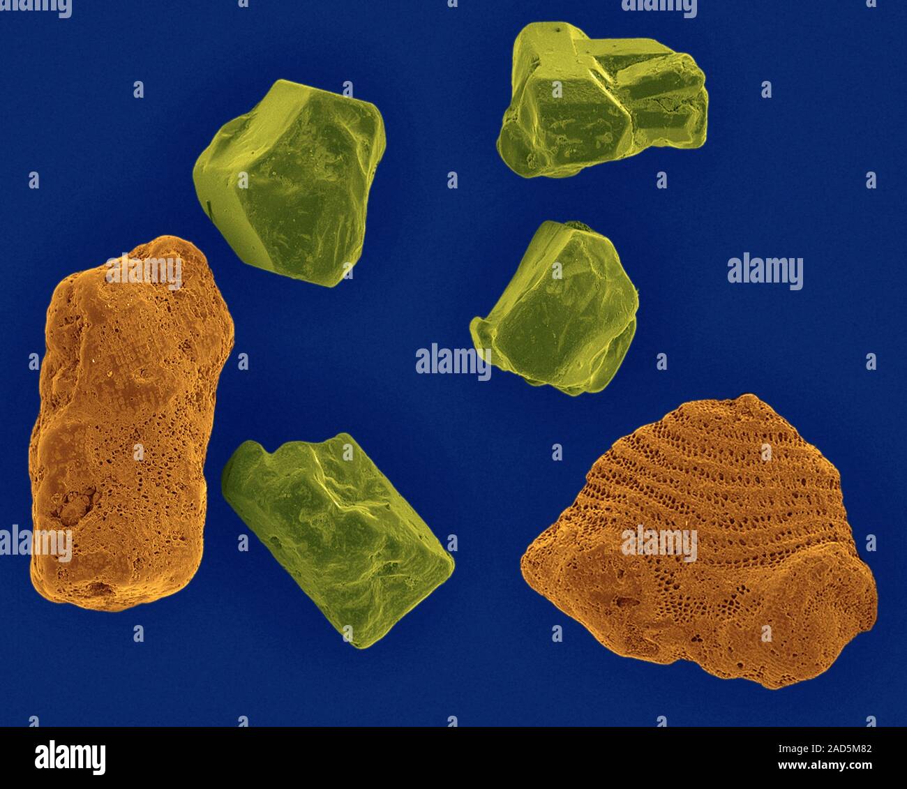 Coloured scanning electron micrograph (SEM) of Beach sand contains both ...