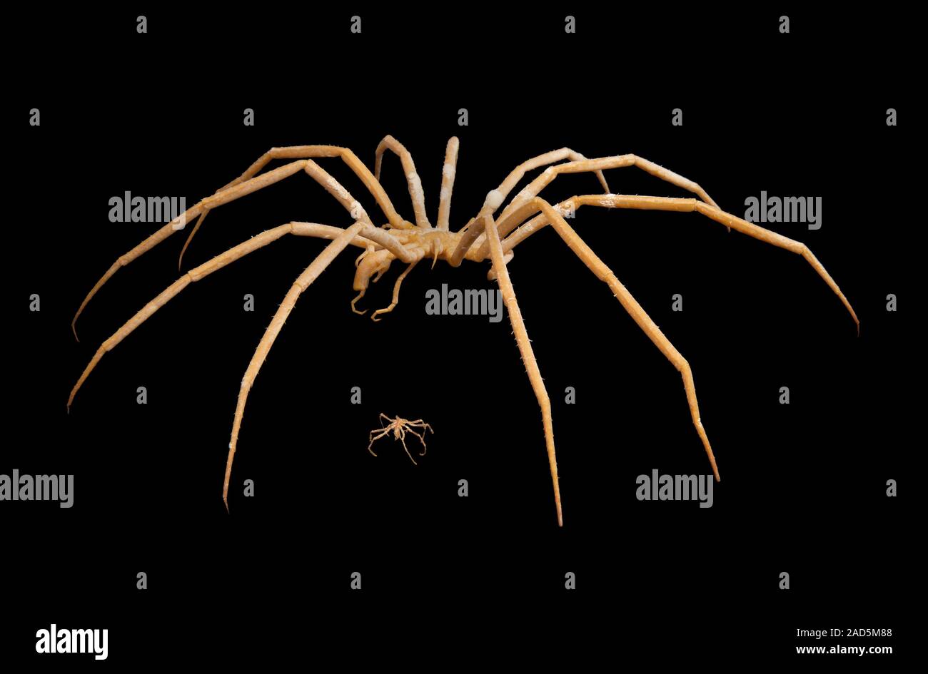 Comparison between a giant Antarctic sea spider (Decolopoda australis ...