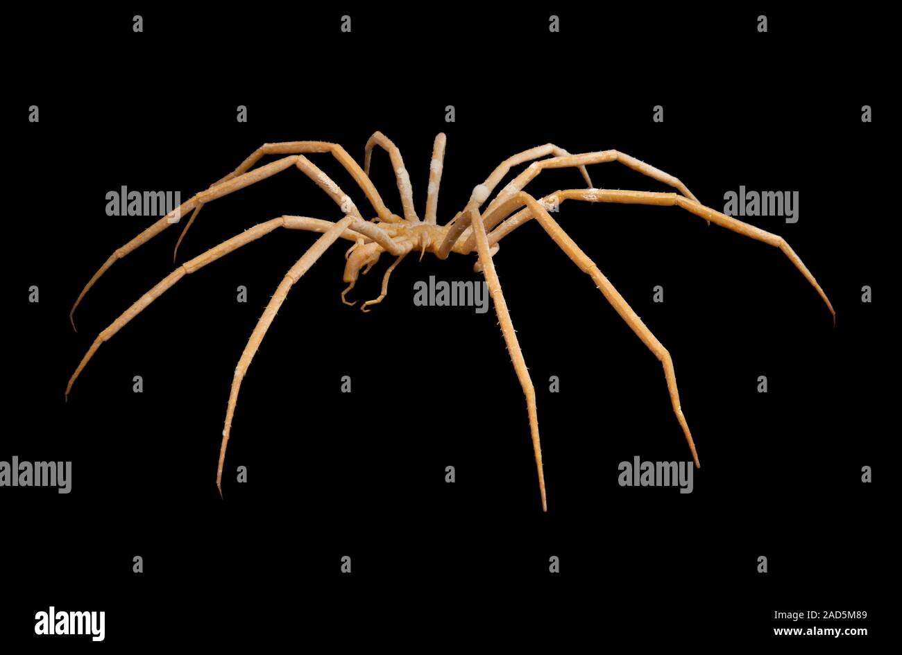 Giant Antarctic sea spider (Decolopoda australis). This sea spider ...