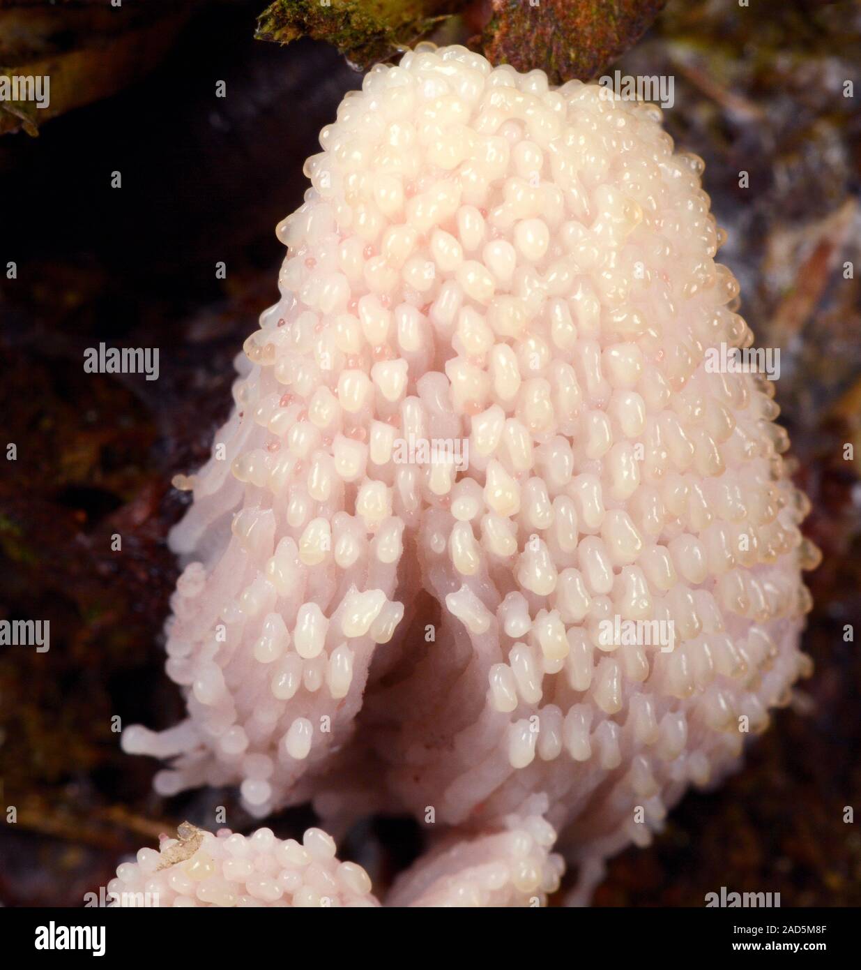 Close-up of a cluster of pinkish-white slime mould (Stemonitis fusca ...