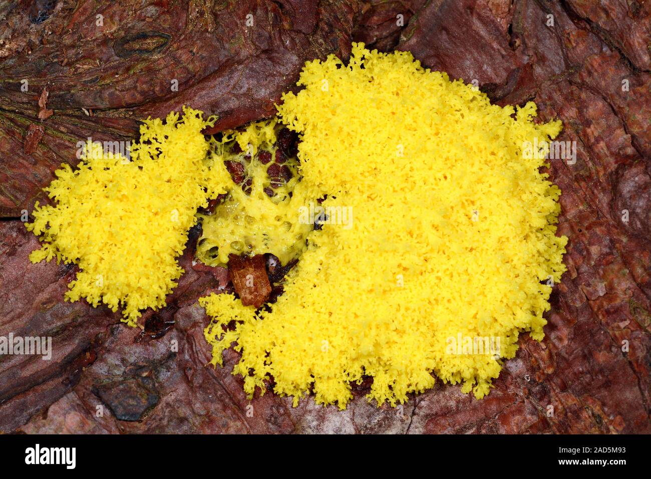 Close-up of a mass of the bright yellow slime mould Flowers of tan or ...