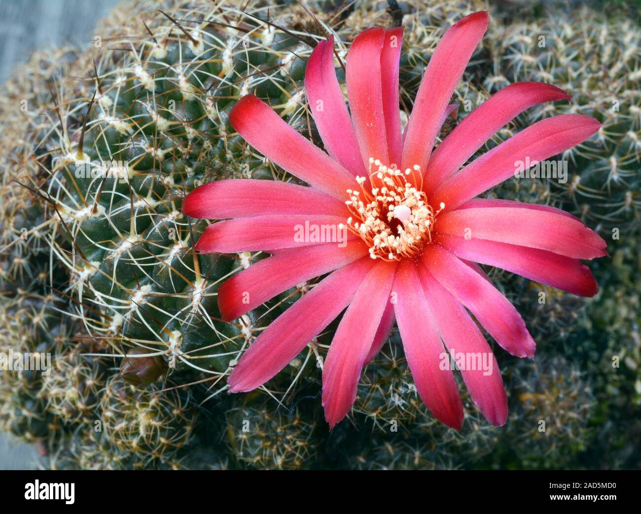 Close-up of a single pinkish-red cactus flower of (Sulcorebutia ...