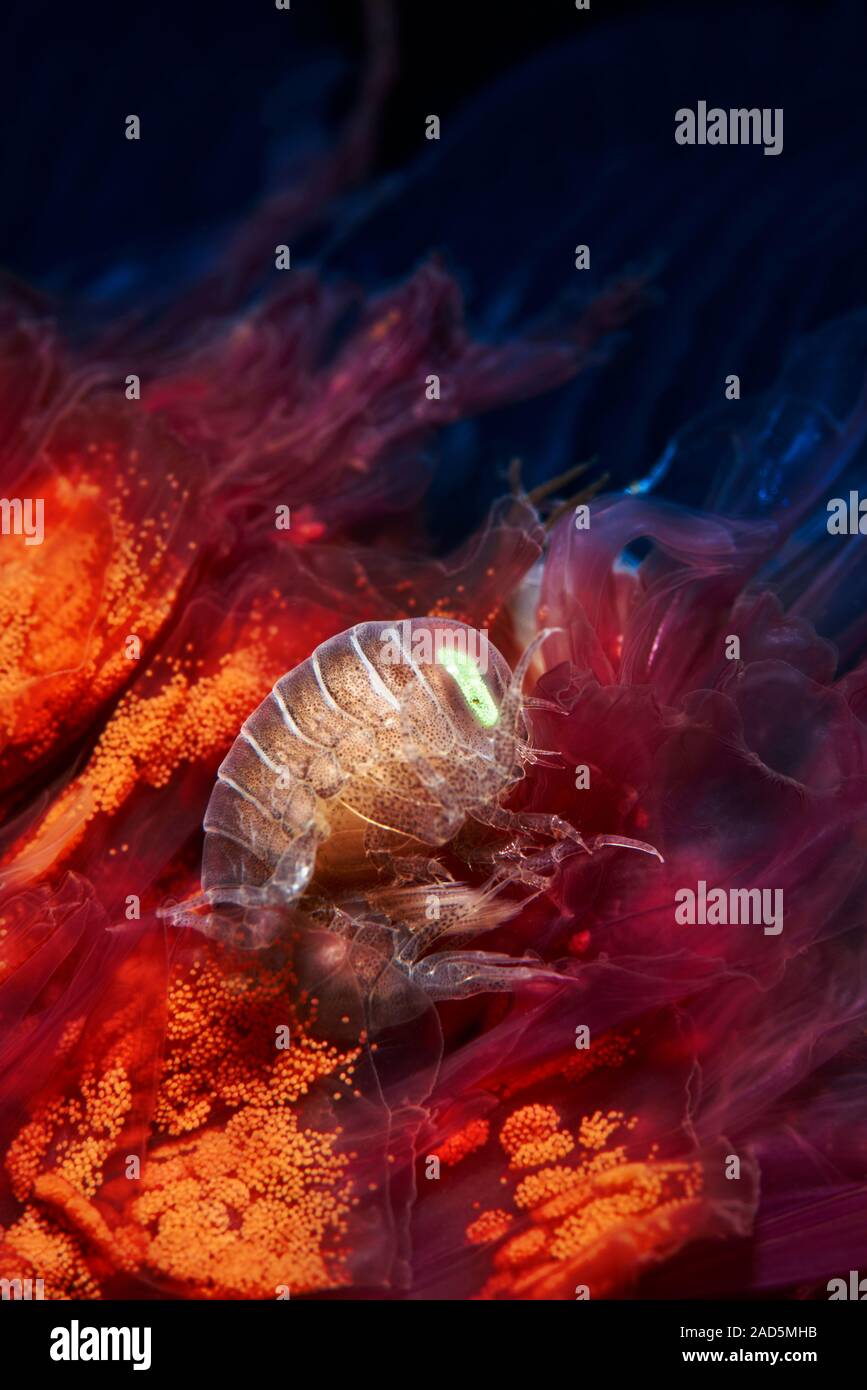 Amphipod (Hyperia galba). Amphipods typically have a laterally ...