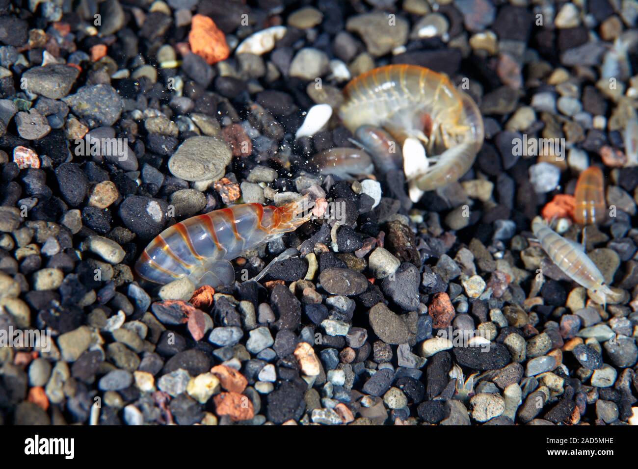 Amphipod crustaceans. Close-up of two amphipods (Anonyx nugax ...