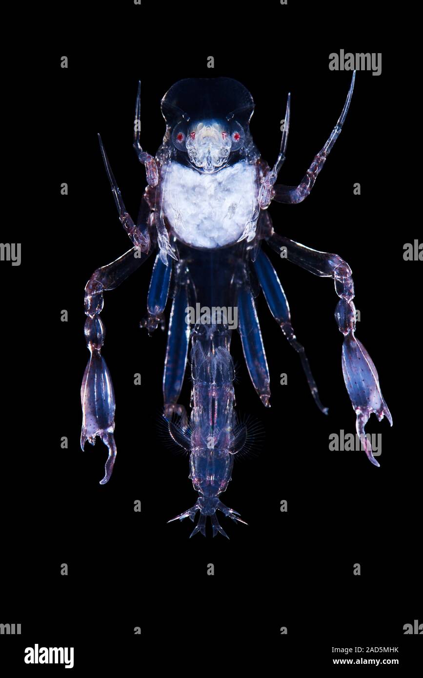 Amphipod. Mediterranean amphipod (Phronima sp.). Amphipods are small ...