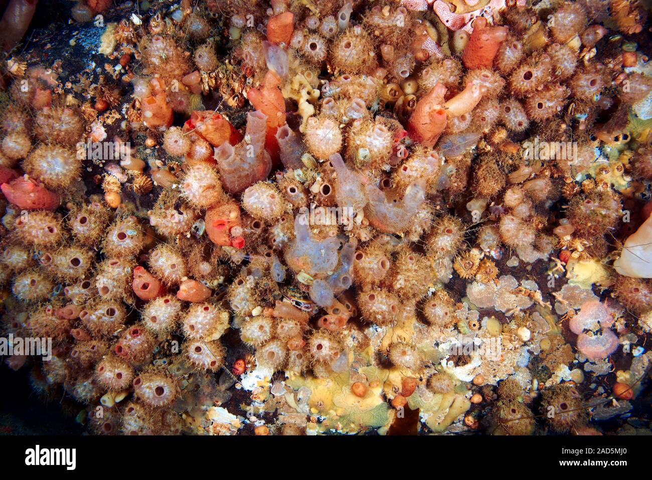 A large cluster of sea squirts. Sea squirts (class Ascidiacea) are ...