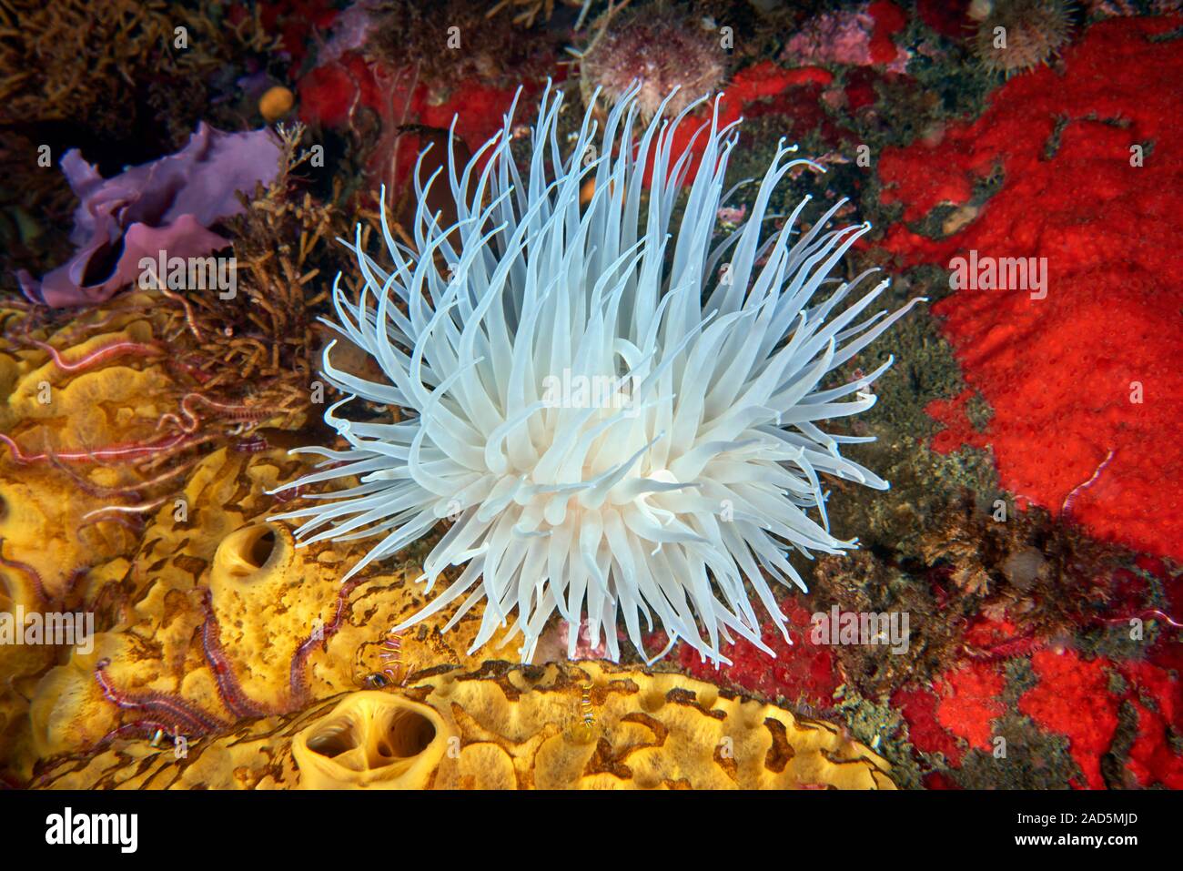 A sea anemone (order Actiniaria), a marine invertebrate equipped with ...