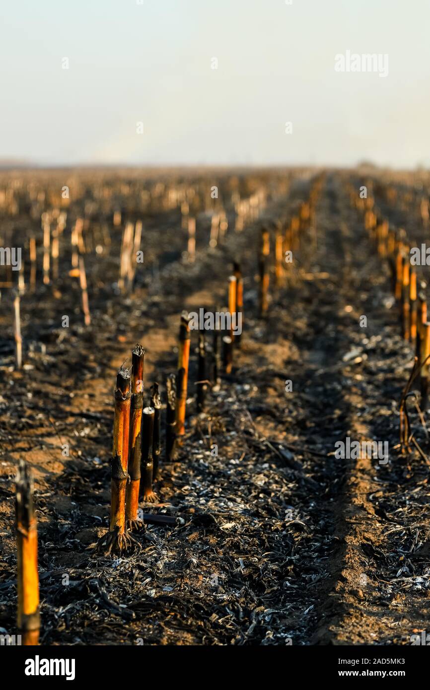 Corn field after irresponsibly burnt , destroyed and turned to ashes ...