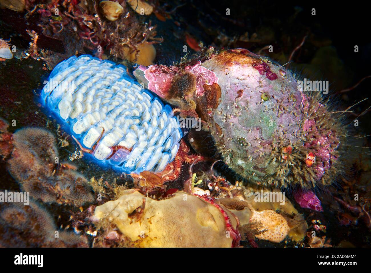 Triton shell sea snail (Fusitriton sp.) laying eggs. Fusitriton is a ...