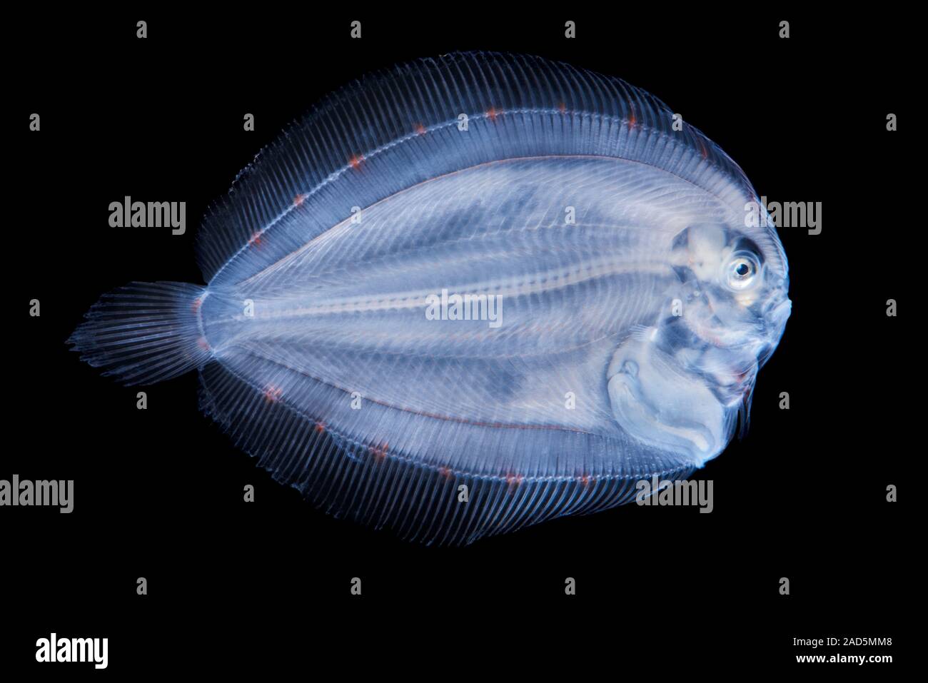 Flatfish larva. Flatfish larvae swim in open water and look very ...