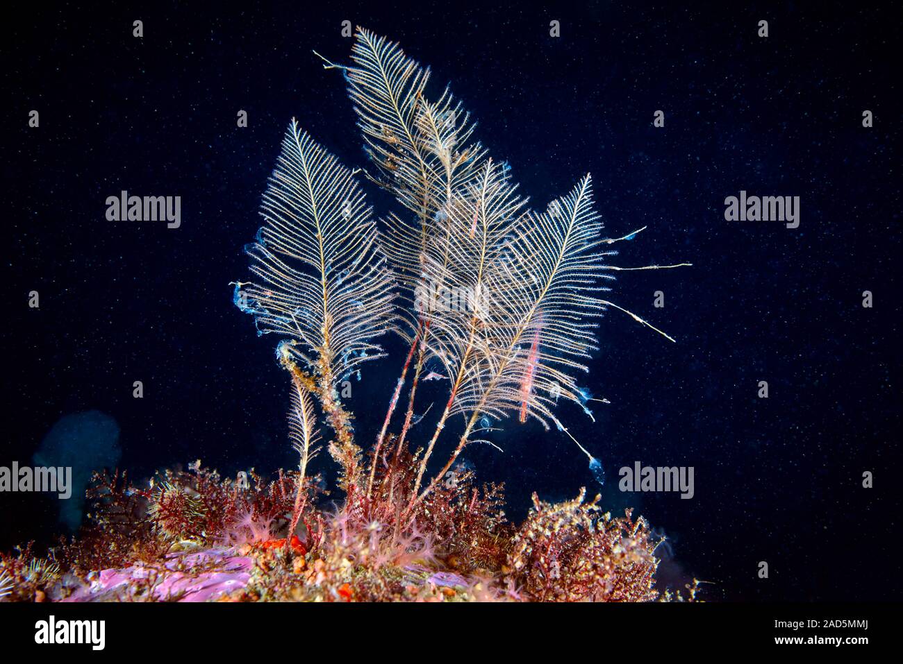 Hydrozoan polyps. These sessile marine animals form stalked colonies ...