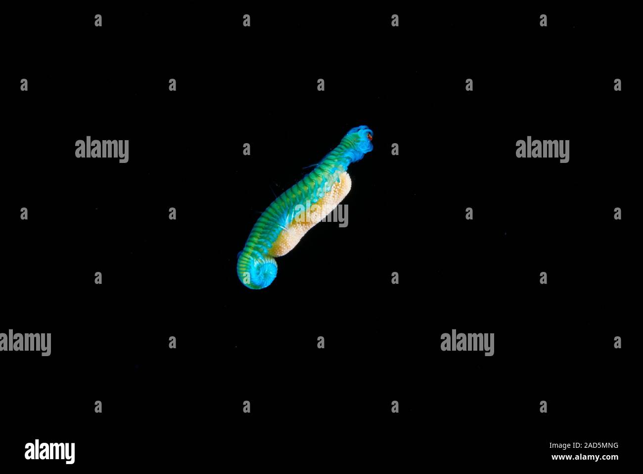 A marine polychaete worm (Autolytus sp., family Syllidae), with eggs ...