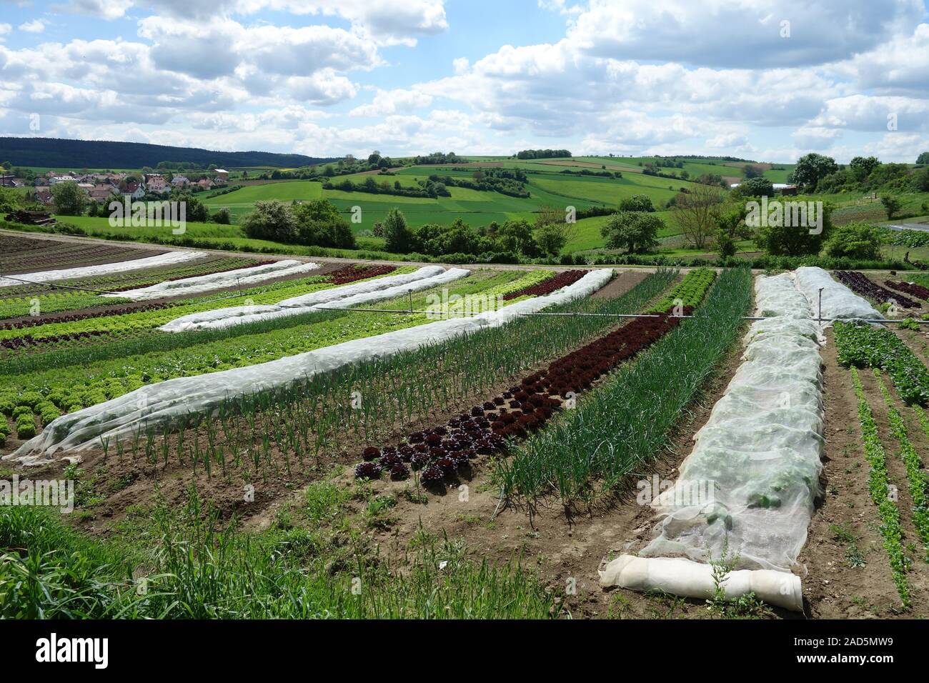 Allium cepa, Onion, Lactuca sativa, Salad, Feldanbau Stock Photo - Alamy
