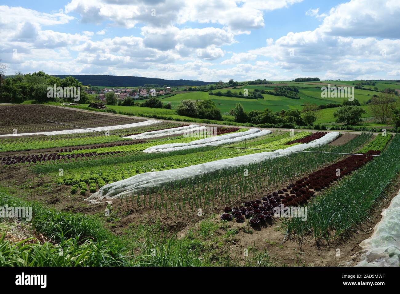 Allium cepa, Onion, Lactuca sativa, Salad, Fields Stock Photo - Alamy