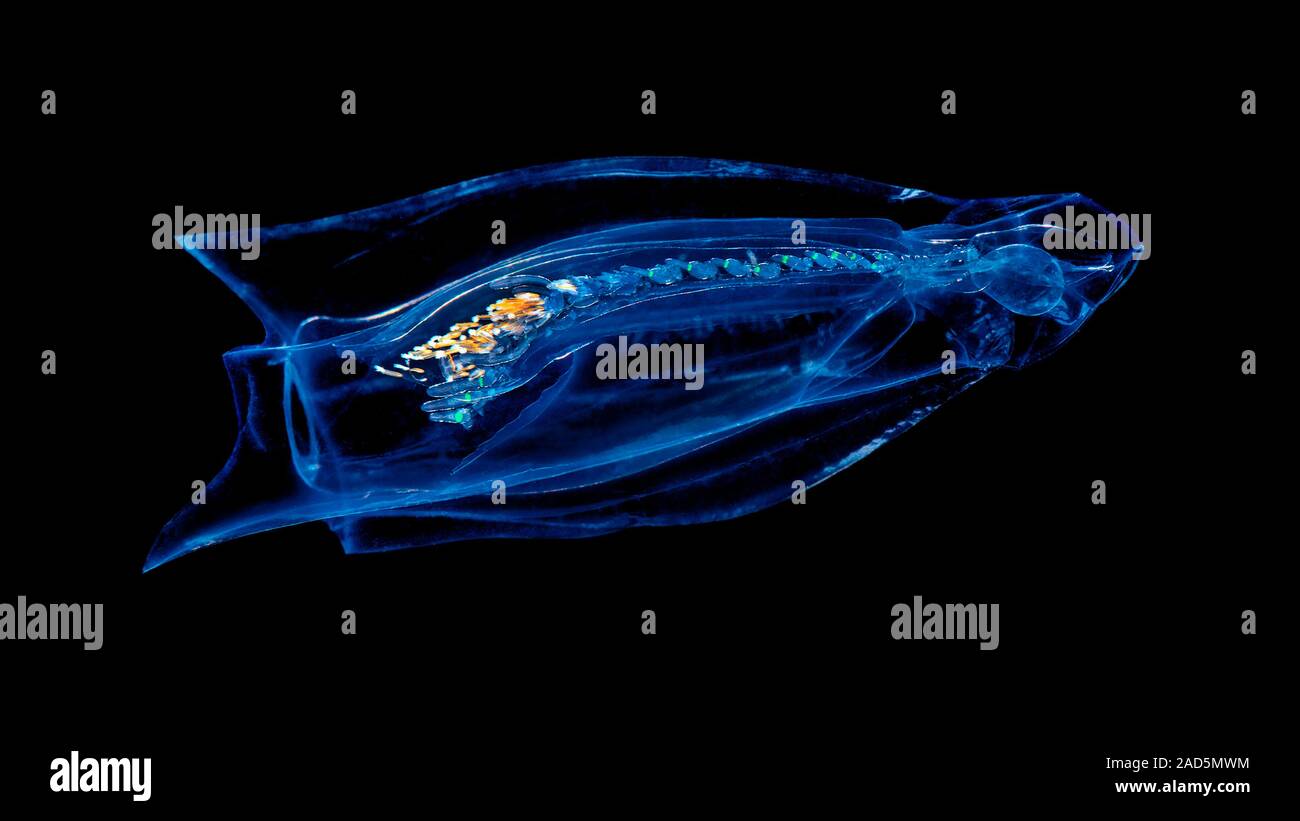 Siphonophore colony (Abylopsis tetragona), a type of hydrozoa ...
