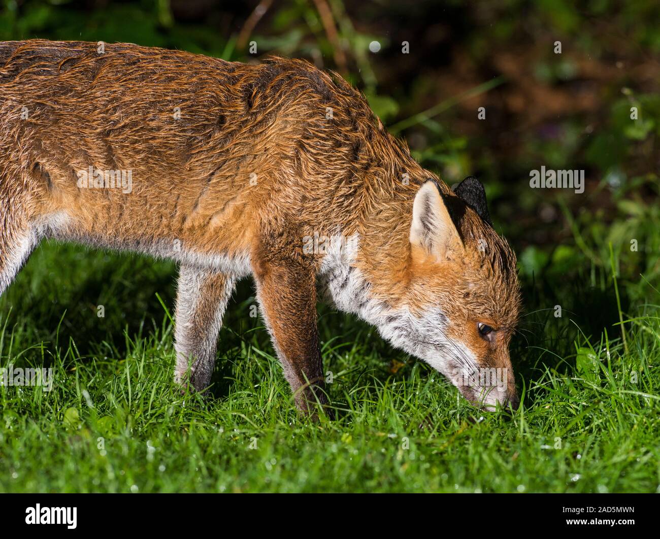Largest british mammals hi-res stock photography and images - Alamy