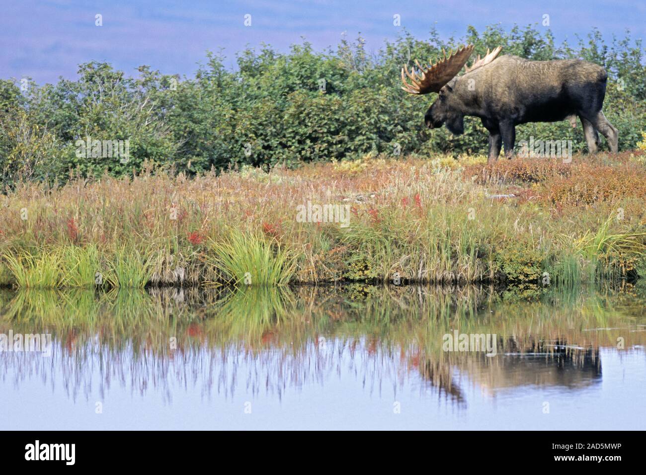 bull Moose / Alaska Moose / Alaskan Moose / Giant Moose Stock Photo - Alamy