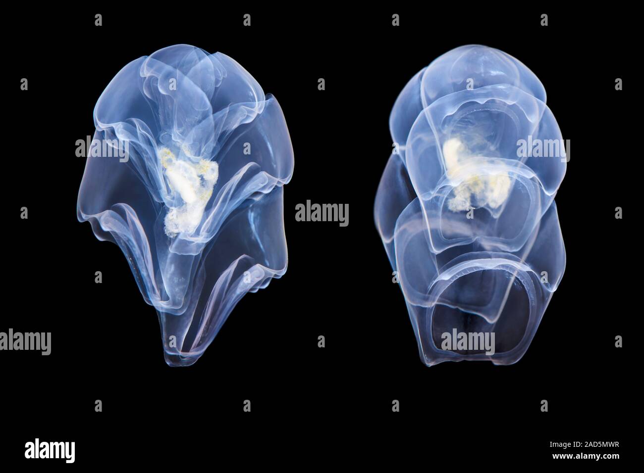 Two siphonophore colonies (Hippopodius sp.), a type of hydrozoa ...