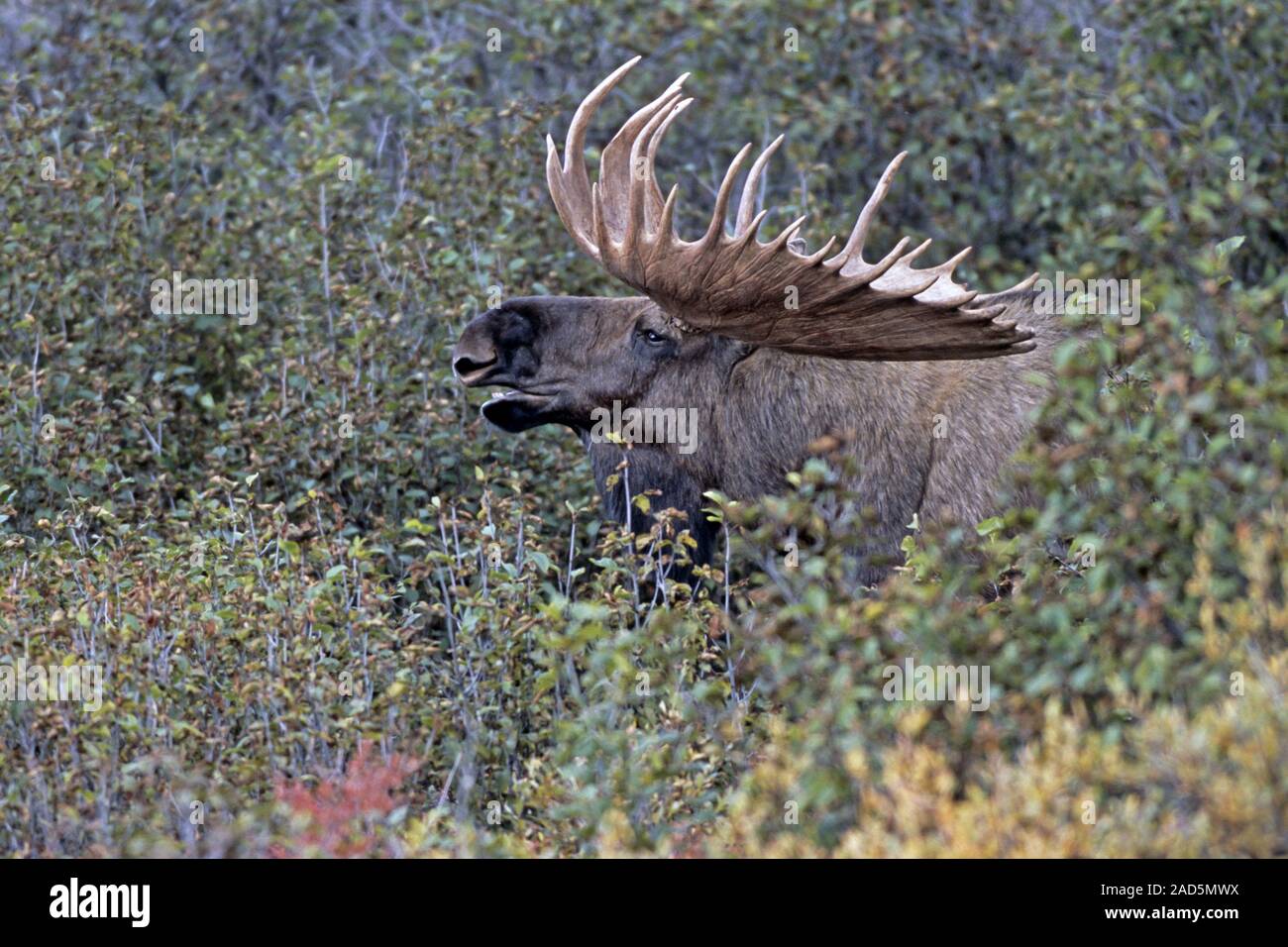 bull Moose flehming / Alaska Moose / Alaskan Moose / Giant Moose Stock ...