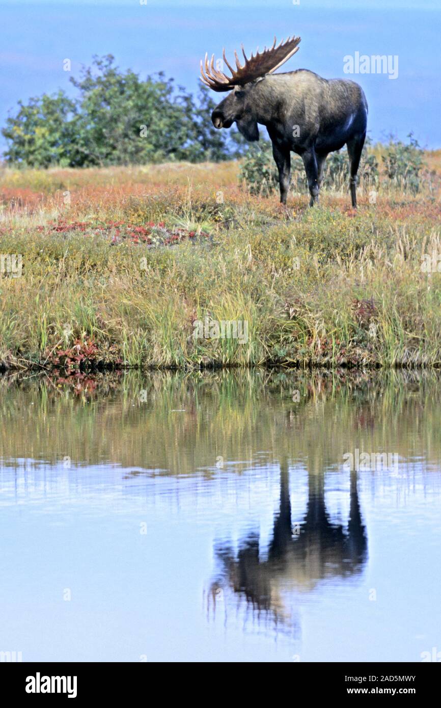 bull Moose / Alaska Moose / Alaskan Moose / Giant Moose Stock Photo - Alamy