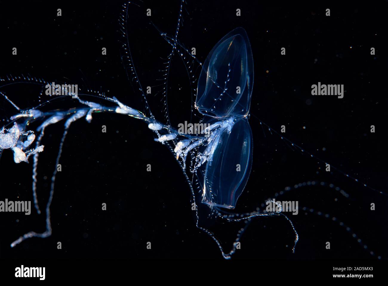 Siphonophore colony, a type of hydrozoa. Siphonophores are marine ...