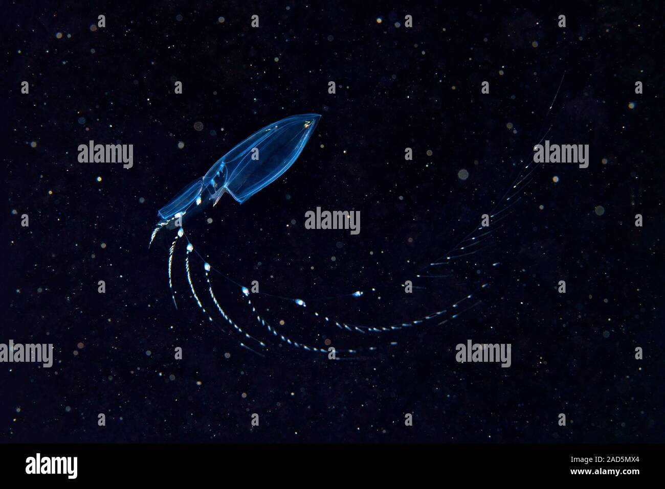 Siphonophore colony, a type of hydrozoa. Siphonophores are marine ...