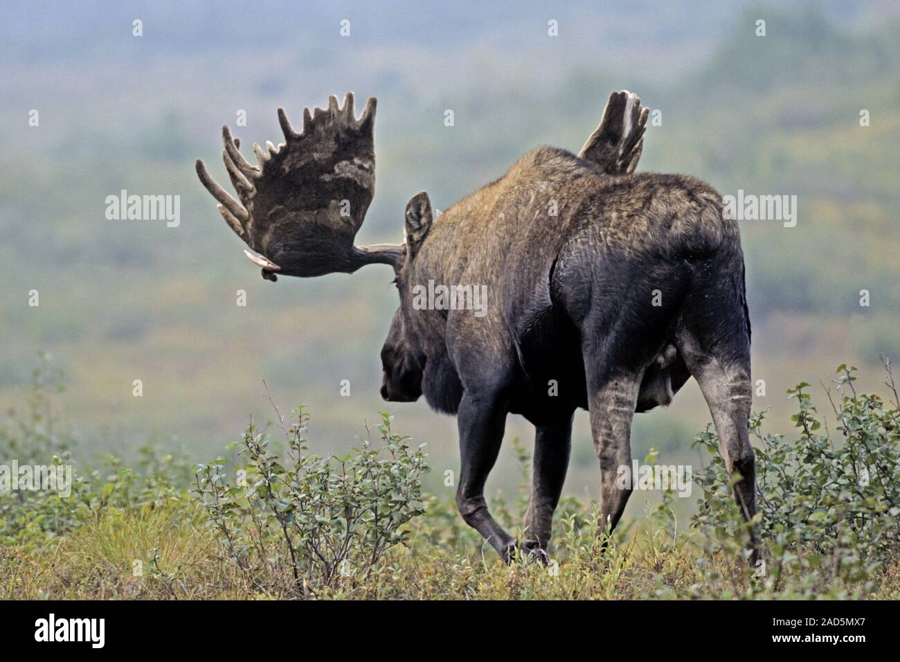 Alaska denali bull moose hi-res stock photography and images - Alamy