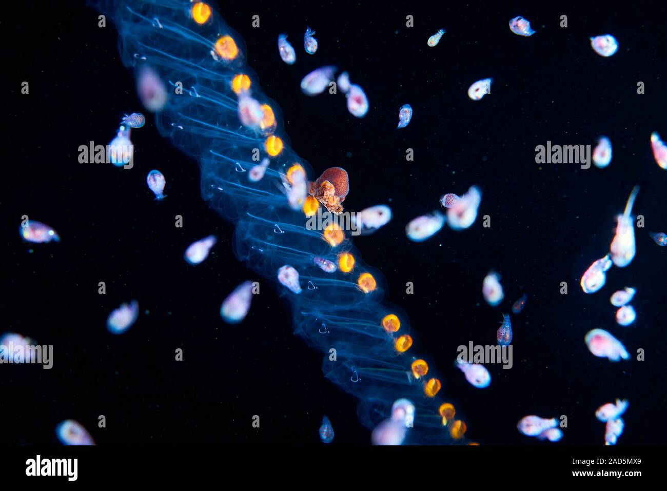 Salps, hyperiid amphipods and bobtail squid. Salps (Salpa sp.) are ...