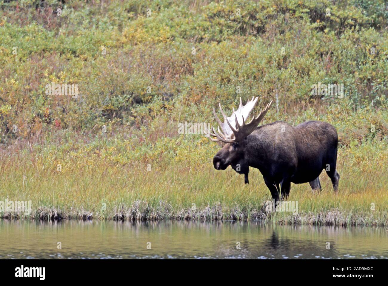 bull Moose / Alaska Moose / Alaskan Moose / Giant Moose Stock Photo - Alamy