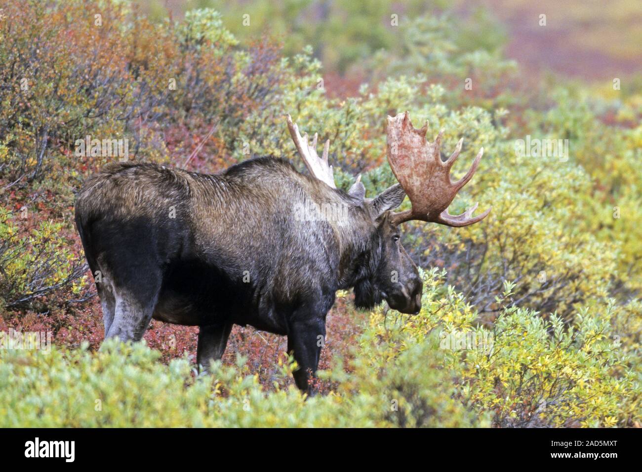 bull Moose / Alaska Moose / Alaskan Moose / Giant Moose Stock Photo - Alamy