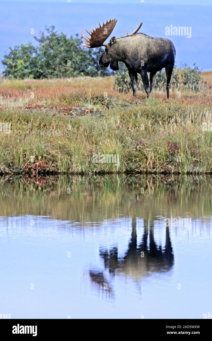 bull Moose / Alaska Moose / Alaskan Moose / Giant Moose Stock Photo - Alamy
