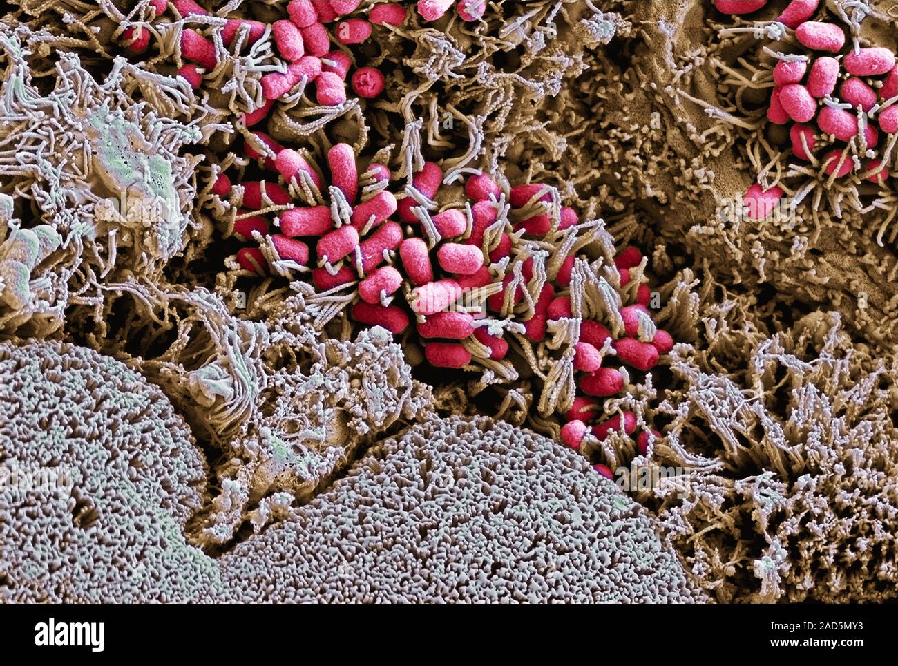 Ehec Bacteria On Small Intestine Tissue Coloured Scanning Electron Micrograph Sem Of An