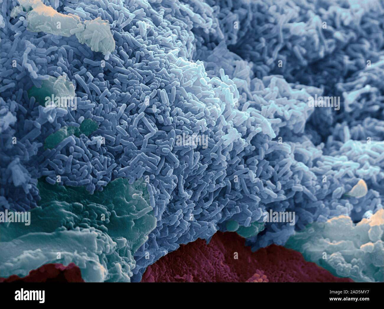 Probiotic bacteria on small intestine tissue. Coloured scanning ...