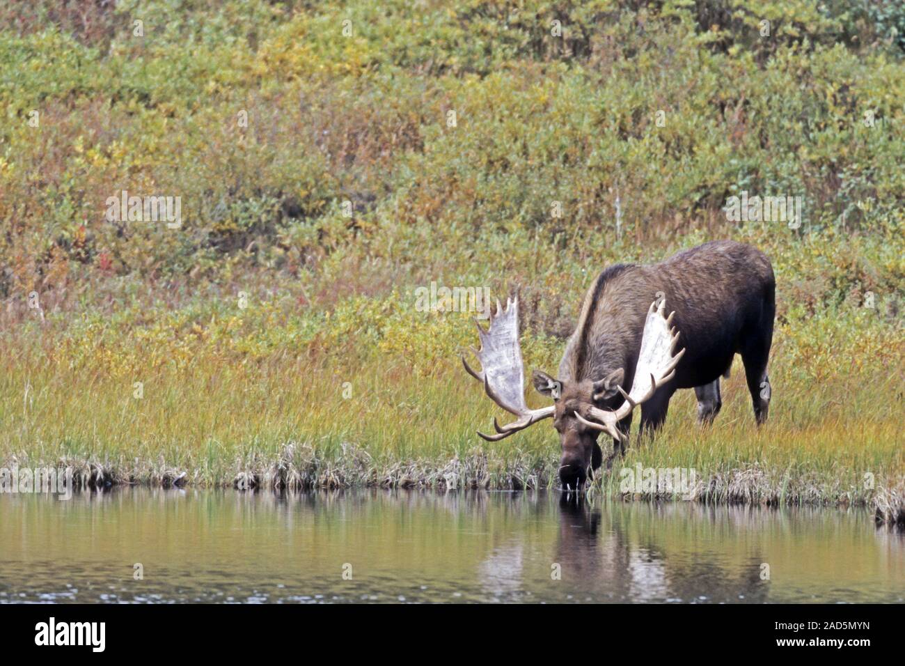 bull Moose / Alaska Moose / Alaskan Moose / Giant Moose Stock Photo - Alamy