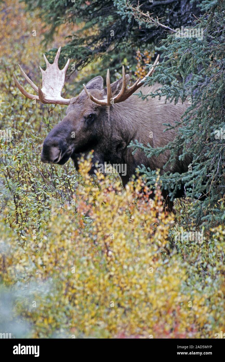 bull Moose / Alaska Moose / Alaskan Moose / Giant Moose Stock Photo - Alamy
