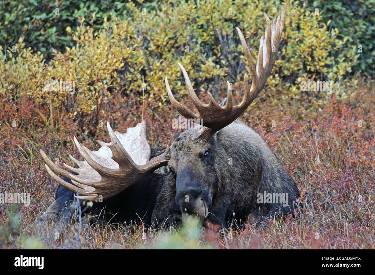 bull Moose / Alaska Moose / Alaskan Moose / Giant Moose Stock Photo - Alamy