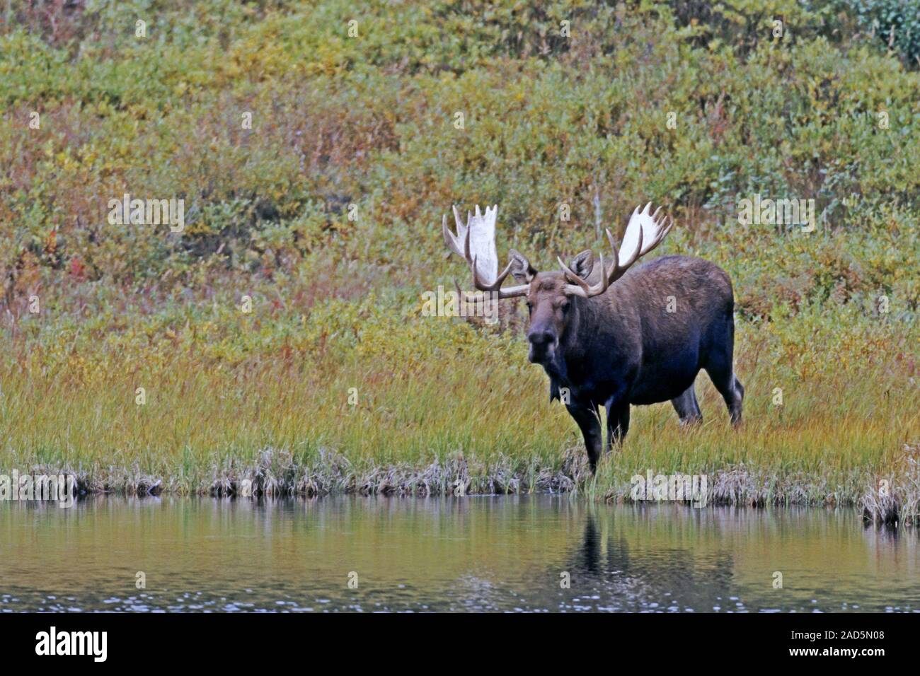 bull Moose / Alaska Moose / Alaskan Moose / Giant Moose Stock Photo - Alamy