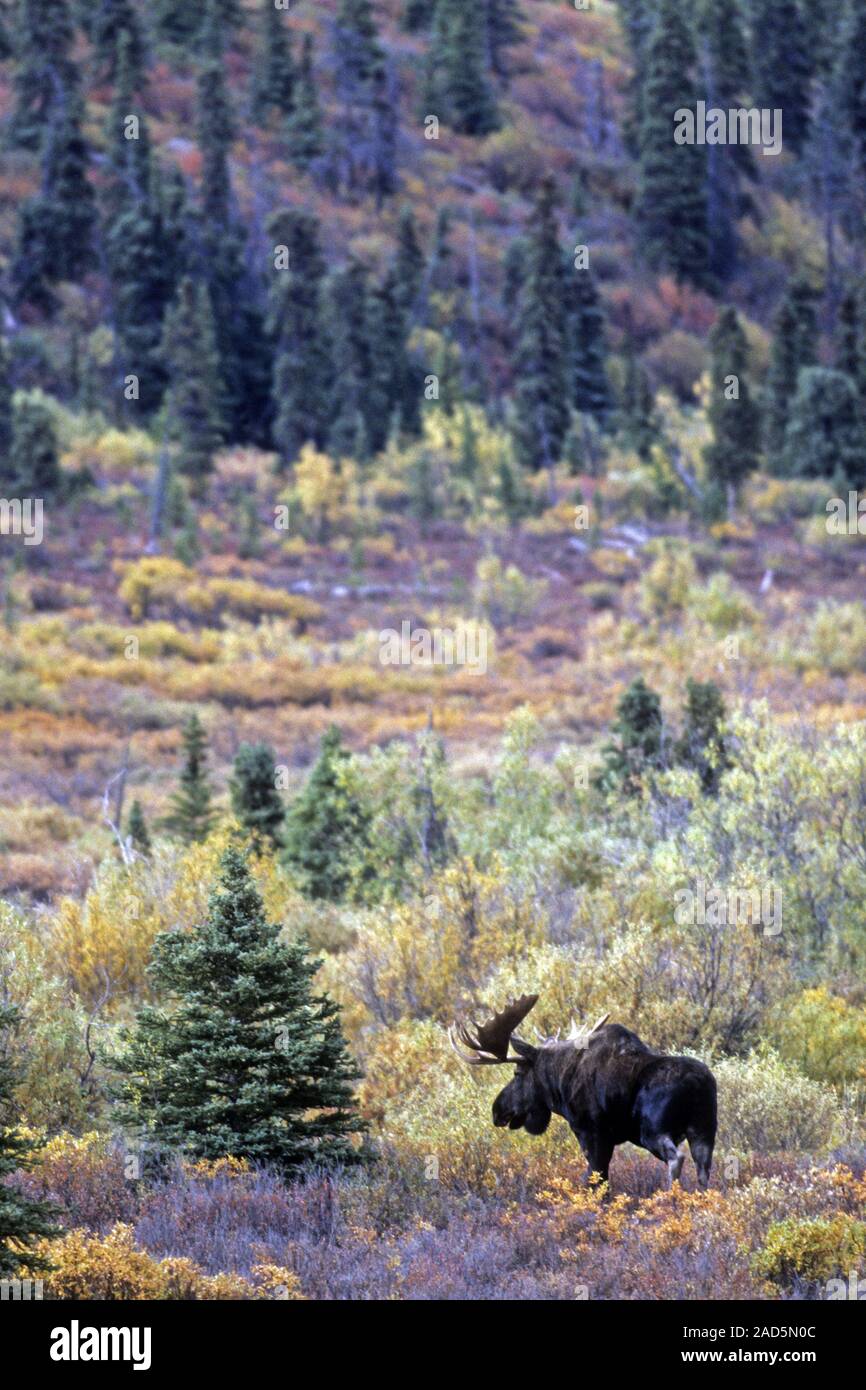 bull Moose / Alaska Moose / Alaskan Moose / Giant Moose Stock Photo - Alamy