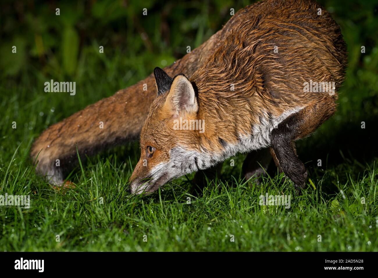 Largest british mammals hi-res stock photography and images - Alamy
