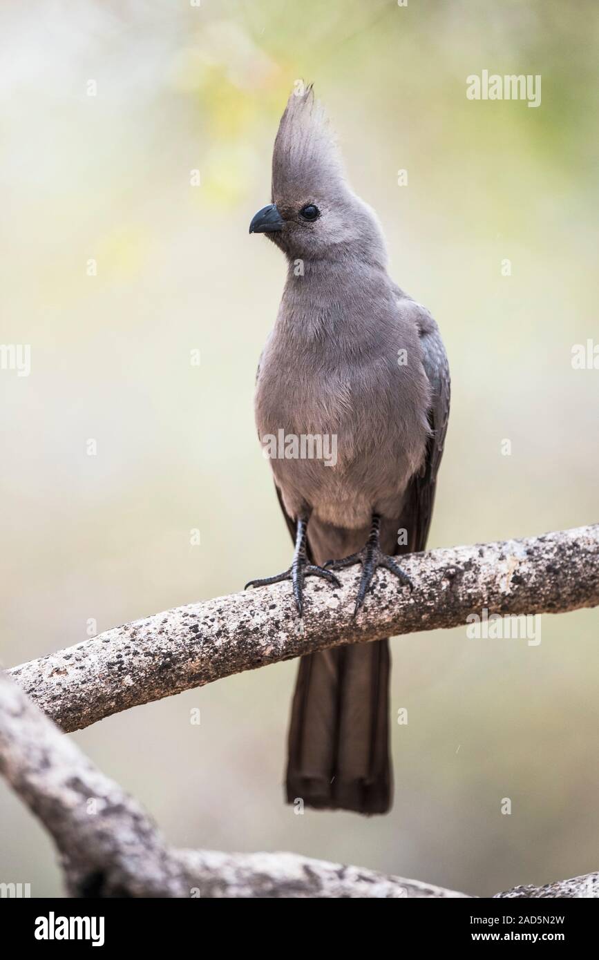Grey go-away-bird (Corythaixoides concolor). Photographed in Kruger ...