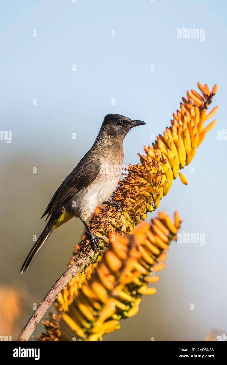 Dark-capped bulbul (Pycnonotus tricolor). Photographed in Kruger ...